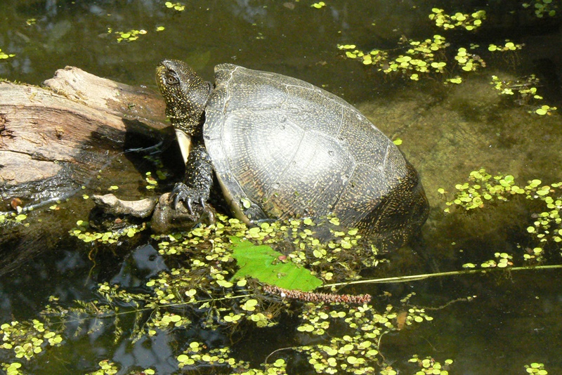 SCHEDA: Testuggine palustre europea (Emys orbicularis) - Parco Ticino