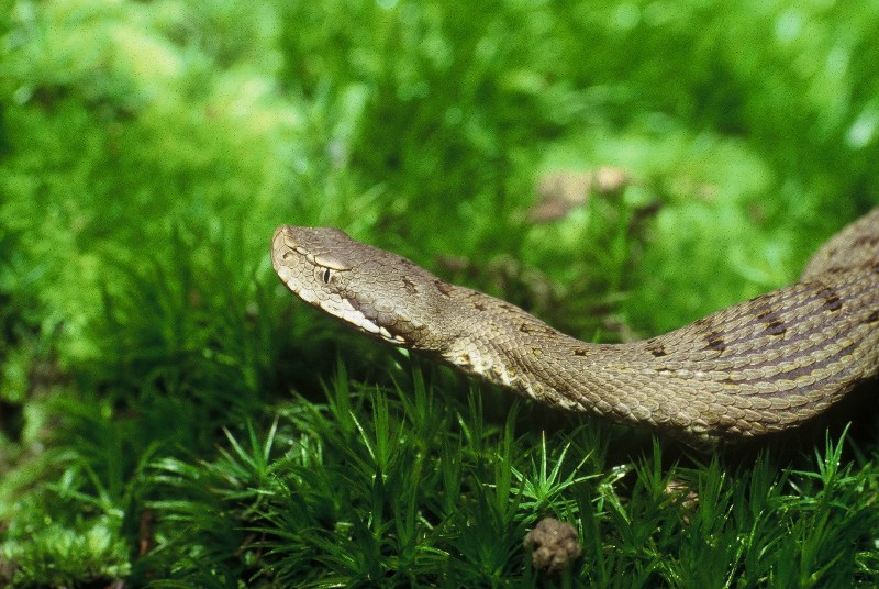 SCHEDA: Vipera comune (Vipera spis) - Parco Ticino
