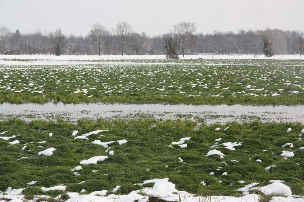 Le marcite del Ticino entrano a Milano - Parco Ticino