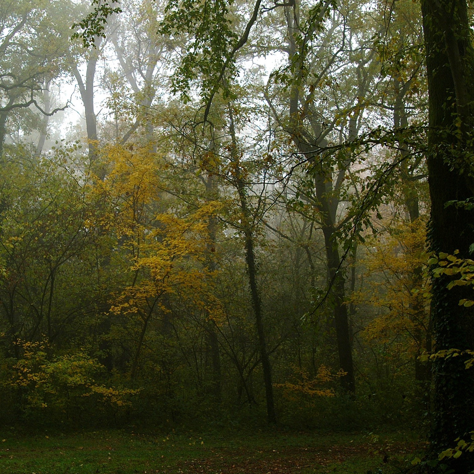 Riserva La Fagiana: al via la riqualificazione forestale - Parco Ticino