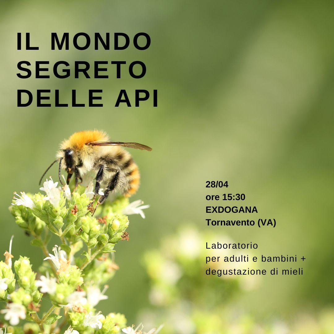 Il mondo segreto delle api - Parco Ticino